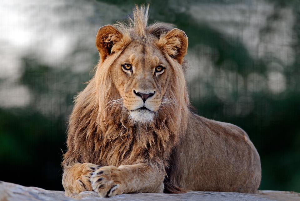 Attica Zoological Park | Spata, Athens